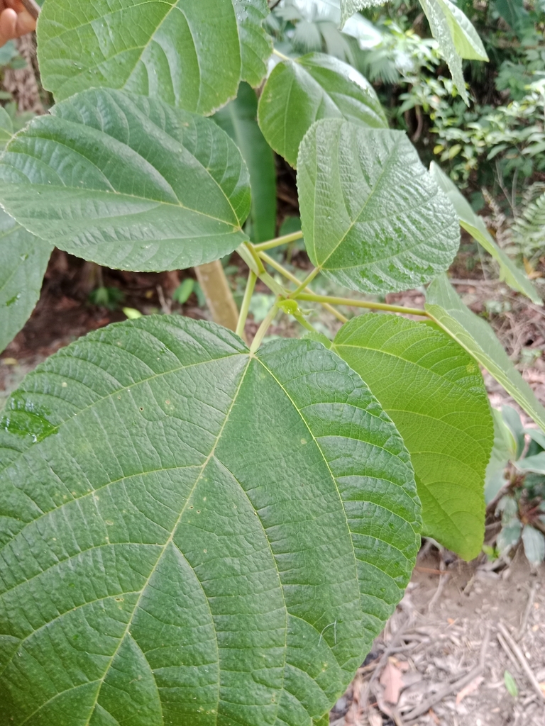 flameberry from El Dorado, CO-ME, CO on April 19, 2025 at 08:28 AM by Miguel Olivares · iNaturalist