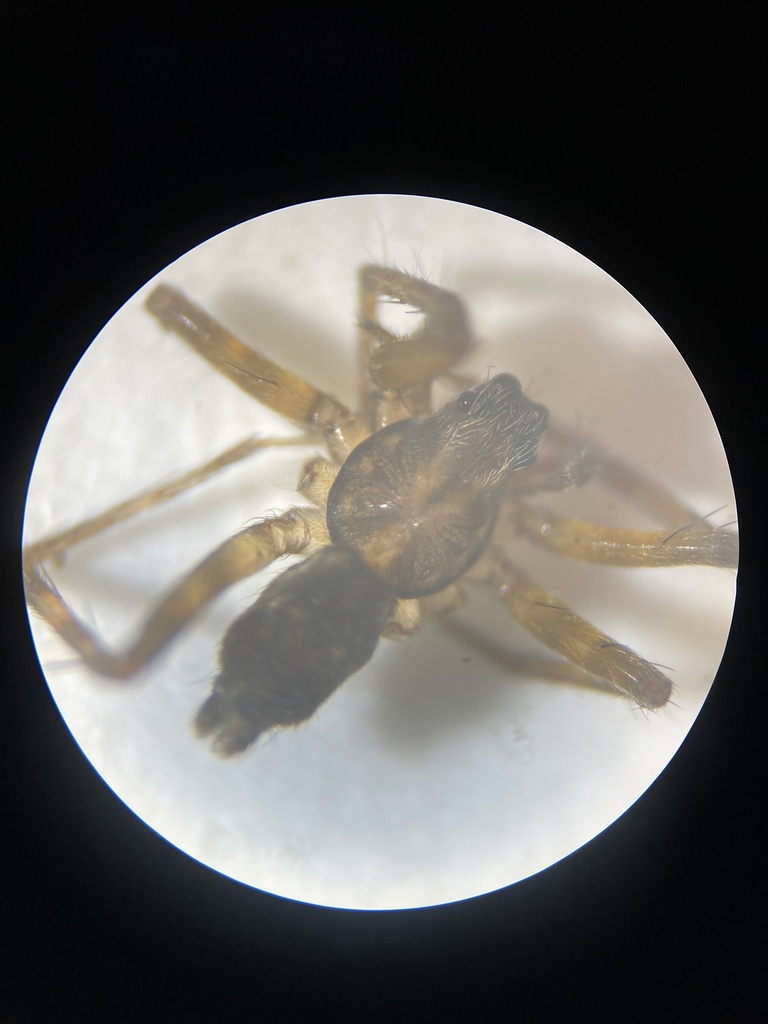 Wolf Spiders from Mera, Pastaza, EC on April 18, 2025 at 08:51 PM by ...