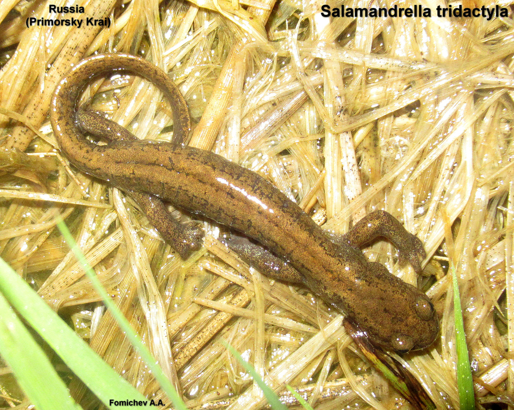 Приморский углозуб (Животный мир Приморского Края) · iNaturalist
