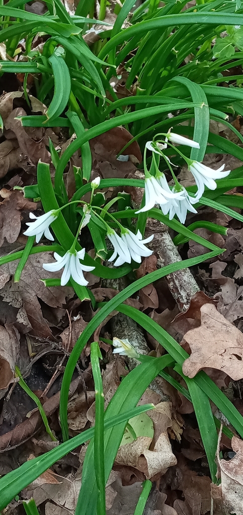 Three-cornered garlic from Alresford, Colchester CO7 8BG, UK on April ...