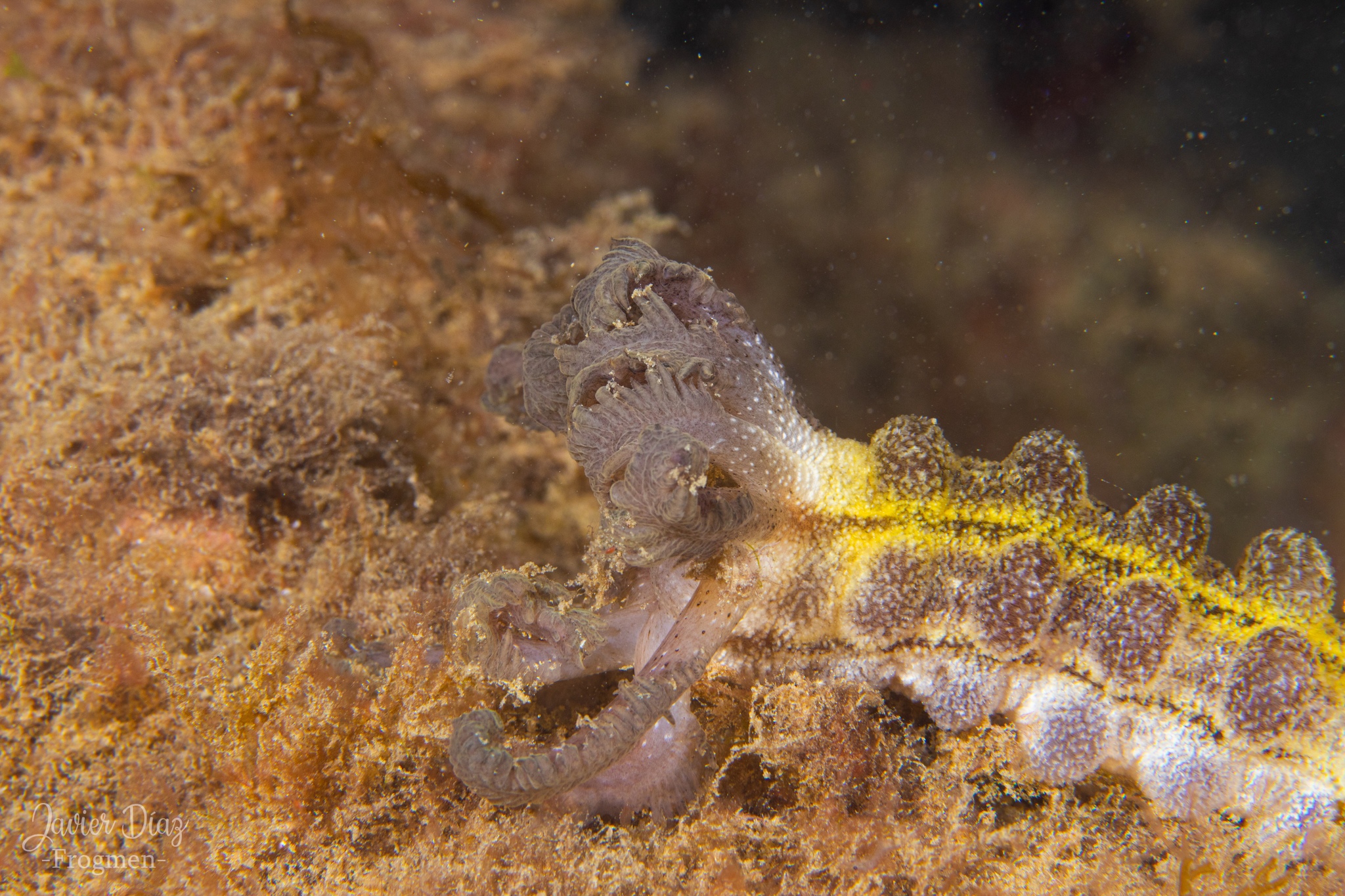 Euapta lappa (J.Müller, 1850)