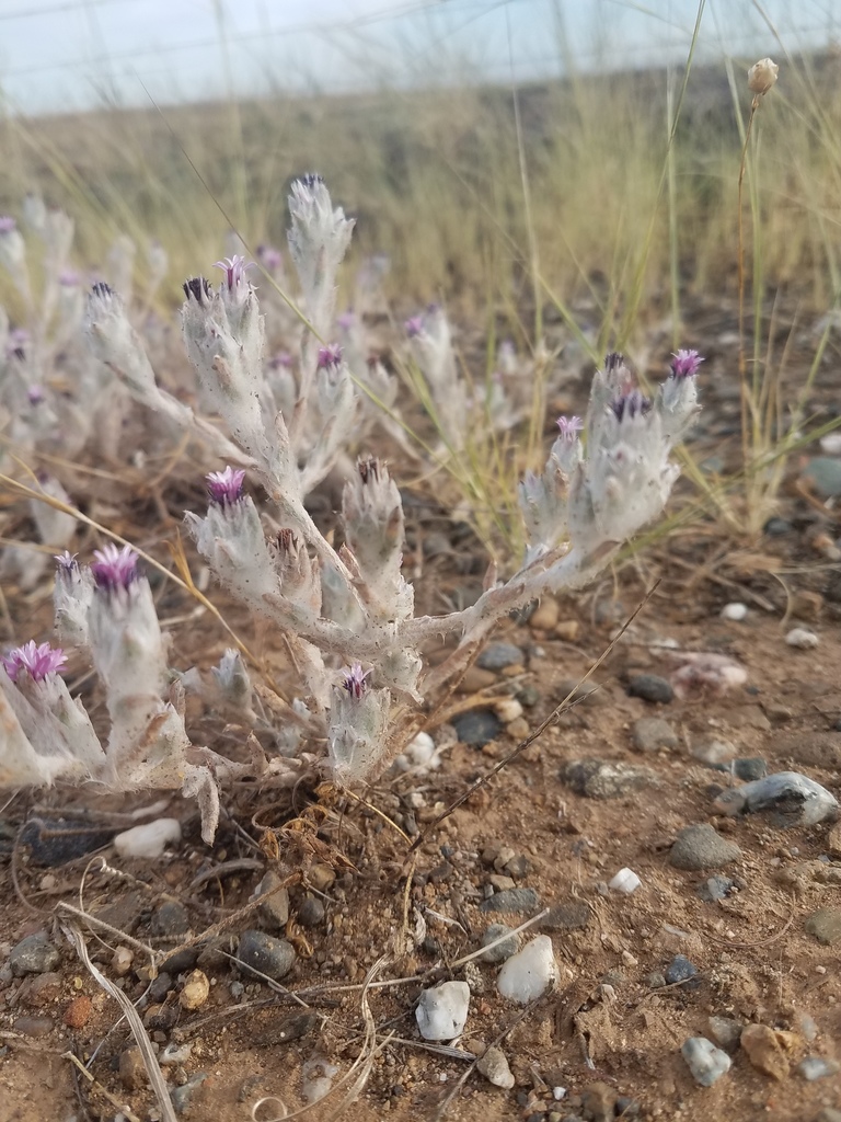 dwarf lessingia (Lessingia nana) - Botanical Realm