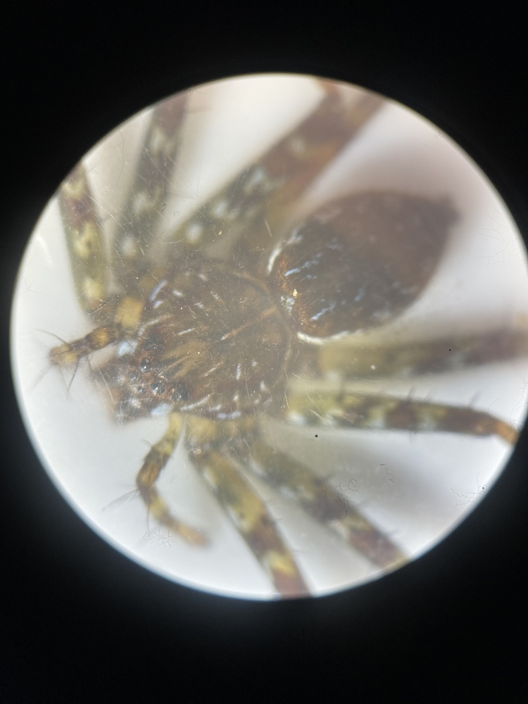 Wolf Spiders and Allies from Mera, Pastaza, EC on April 18, 2025 at 09: ...