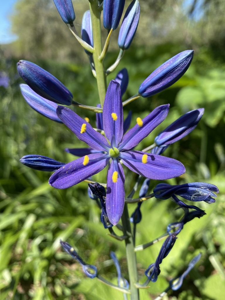 Suksdorf's Large Camas from Mulkey Creek Trail, Corvallis, OR, US on ...