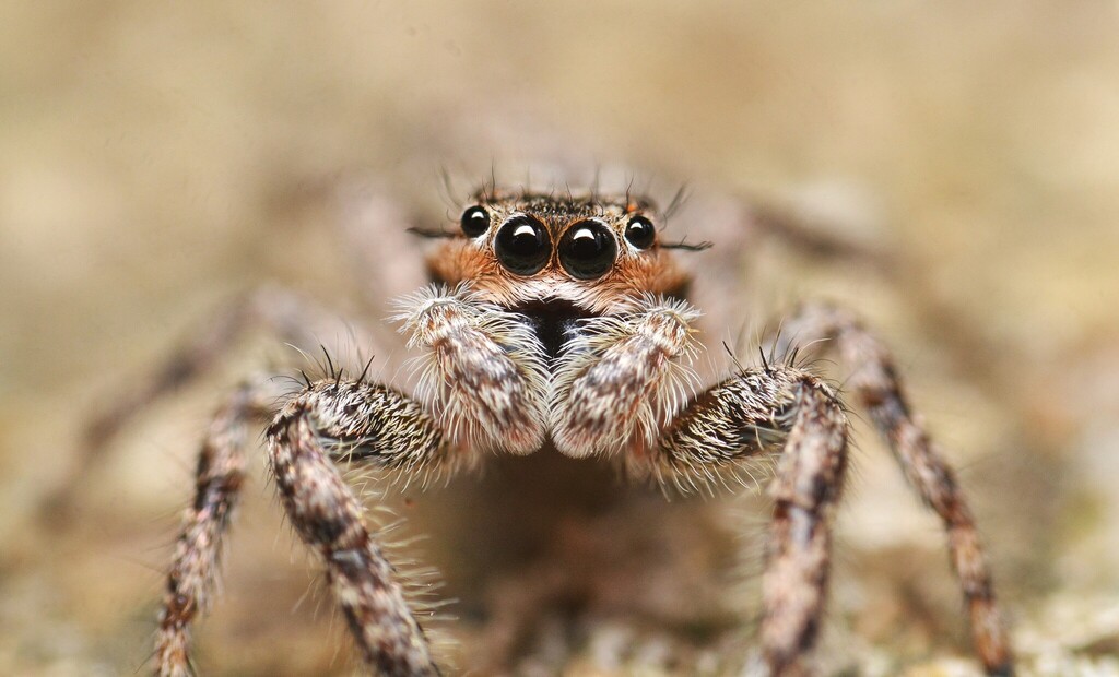 Tan Jumping Spider in July 2024 by Timothy Lindsey · iNaturalist