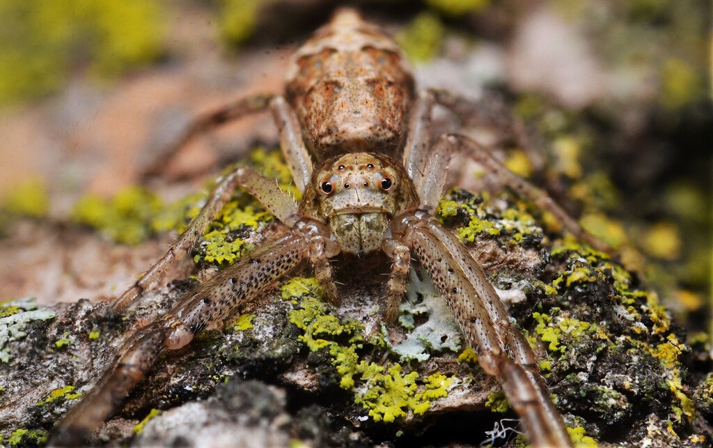 Tuberculated Crab Spider in July 2024 by Timothy Lindsey · iNaturalist