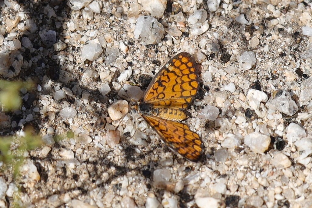 Imperial Checkerspot from Imperial County, CA, USA on April 17, 2025 at ...