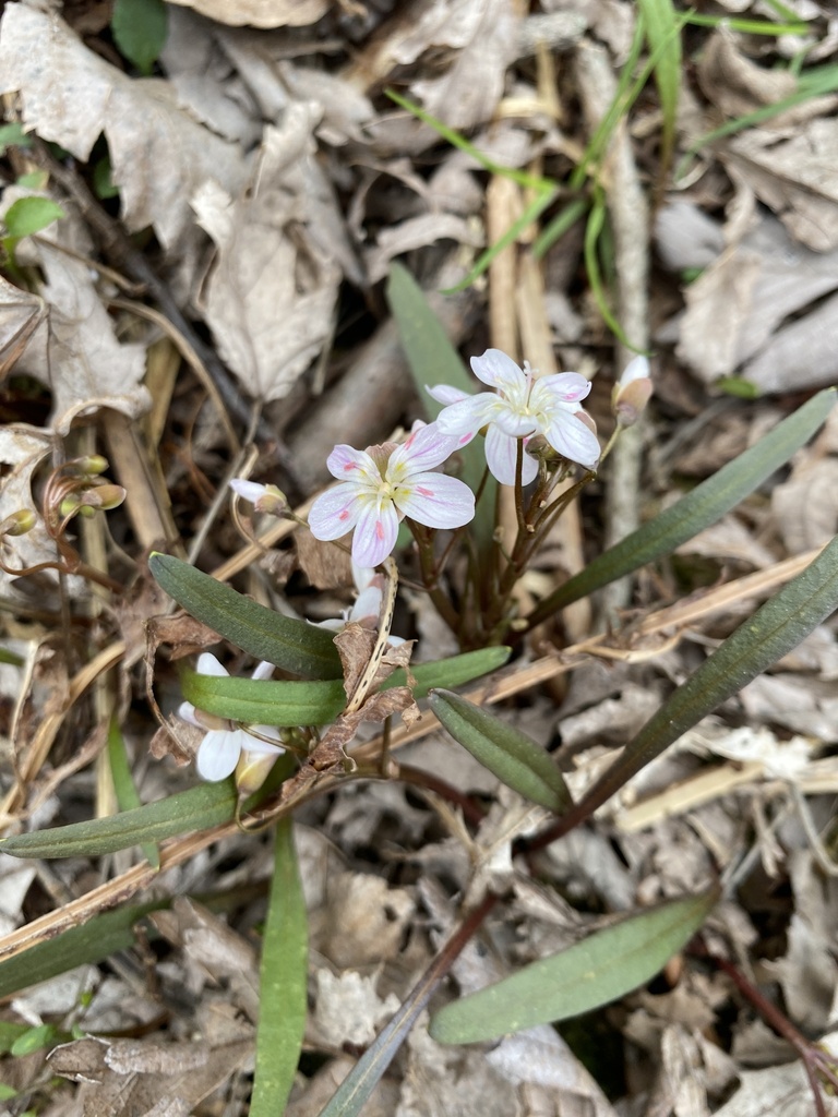 Virginia Springbeauty in April 2025 by Christopher Volker · iNaturalist