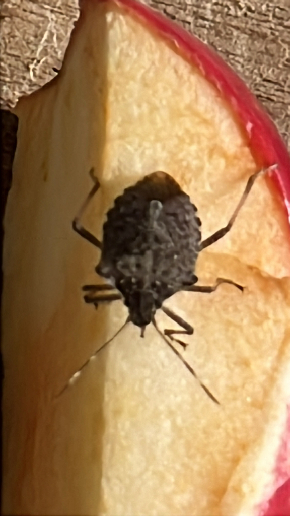 Brown Marmorated Stink Bug from Beaver Creek Rd NW, Floyd, VA, US on ...