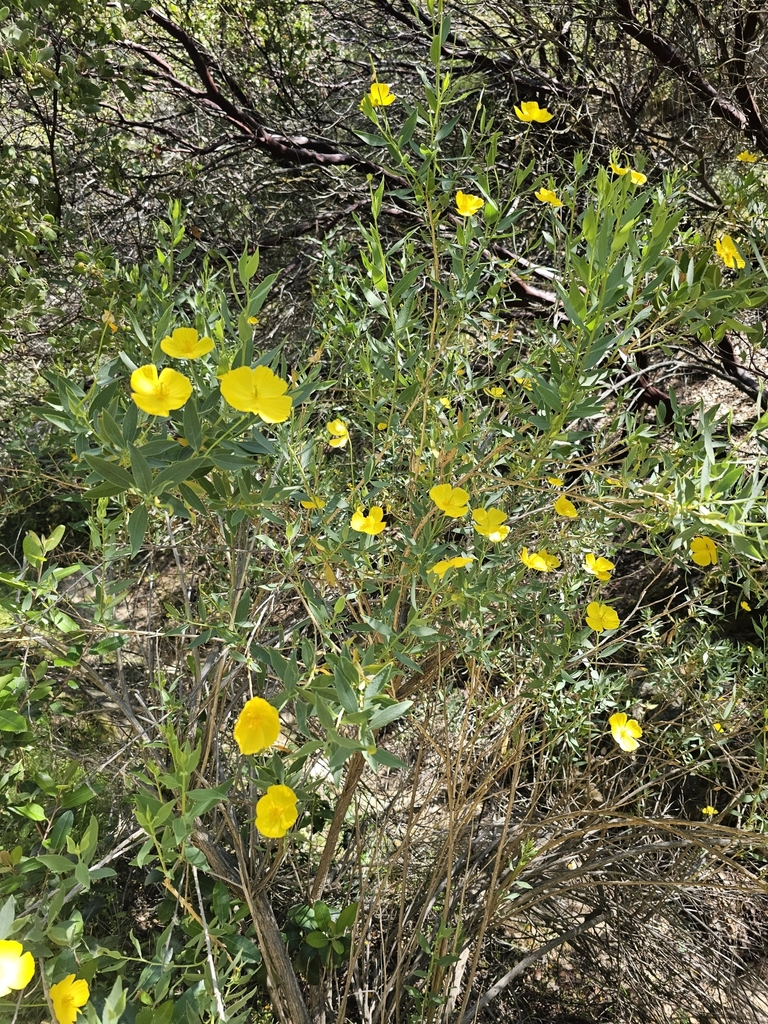 Bush Poppy from Pittsburg, CA 94565, USA on April 19, 2025 at 12:02 PM ...
