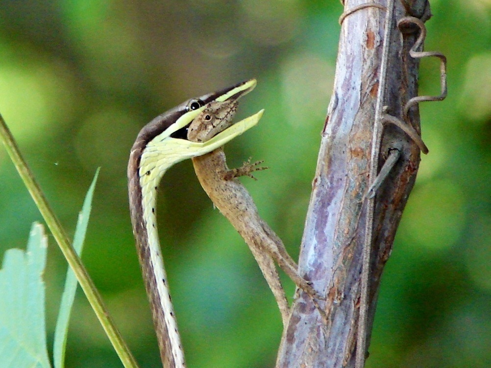 Thornscrub Vine Snake from Rancho Los Venados Mazatlán on October 26 ...