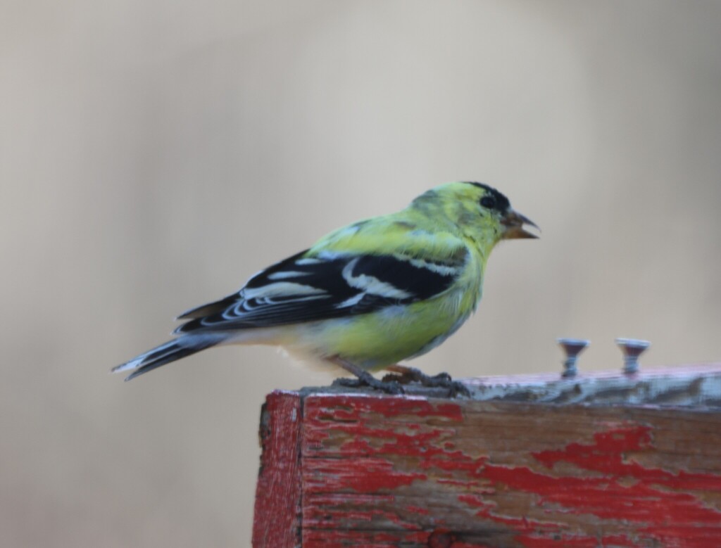 American Goldfinch from Argyle, MB R0K, Canada on April 19, 2025 at 04: ...