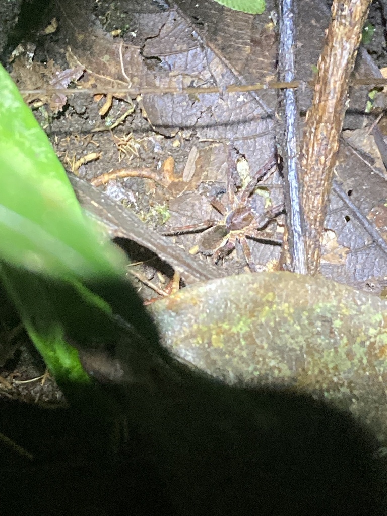 Wandering Spiders from Mera, Pastaza, EC on April 18, 2025 at 11:14 PM ...