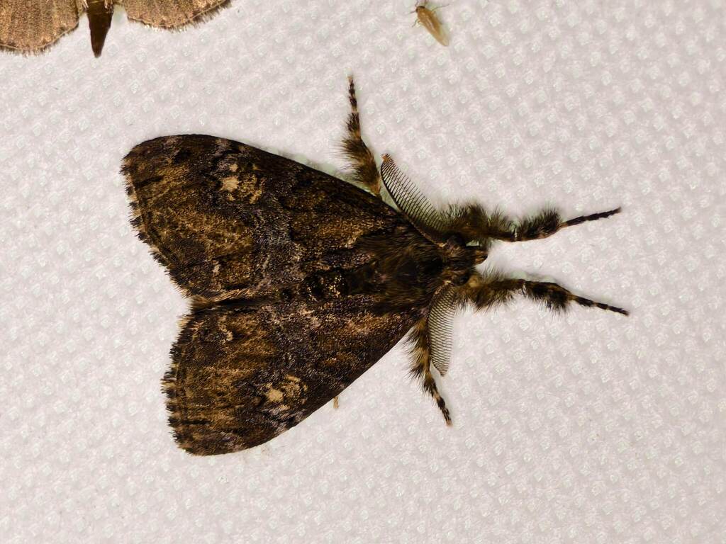 Cocoa Tussock Moth from 903台灣屏東縣瑪家鄉 on April 18, 2025 at 11:35 PM by ...