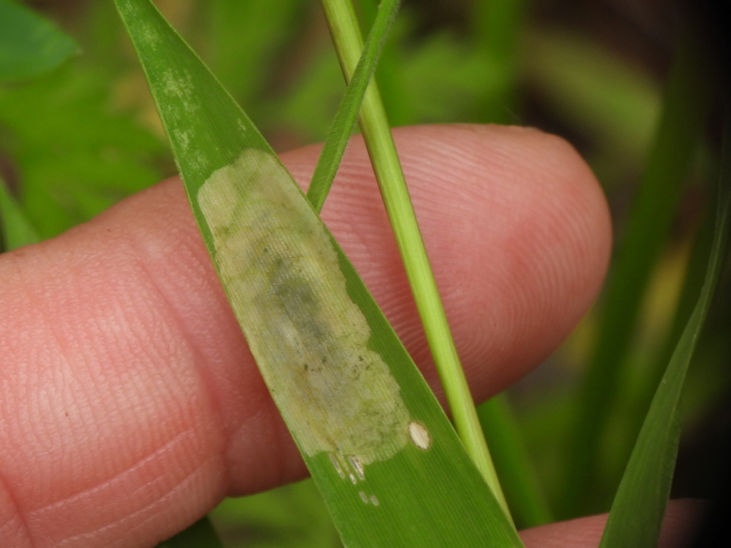 Agromyza from West Arlington, Arlington, TX, USA on April 19, 2025 at ...