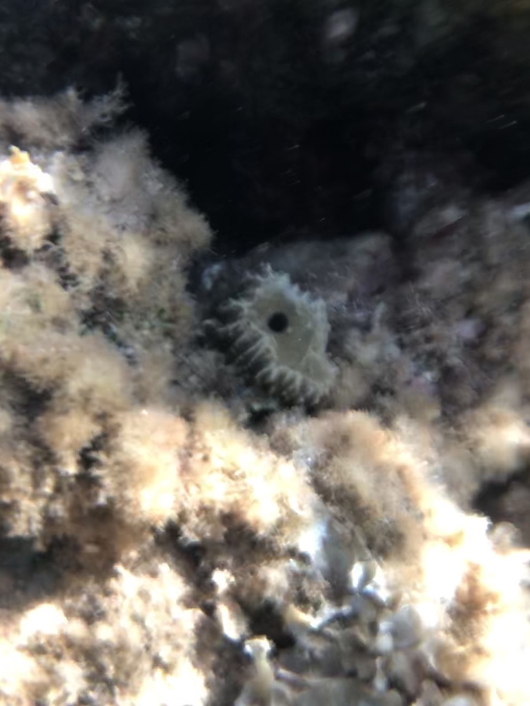 Stinker Sponge from Mar Mediterrània, Valencia, ES on August 20, 2019 ...