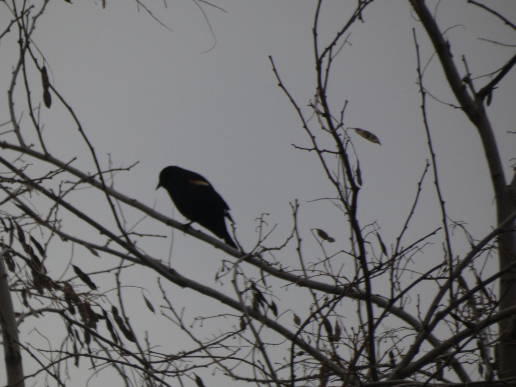 Red-winged Blackbird from Verdun, Montreal, QC, Canada on April 11 ...