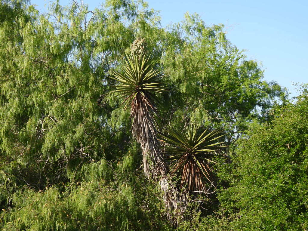 Spanish dagger from Cameron County, TX, USA on April 14, 2025 at 08:50 ...