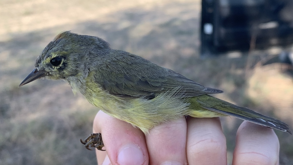 Orange-crowned Warbler in March 2025 by Nick Glover. Male Banded and ...