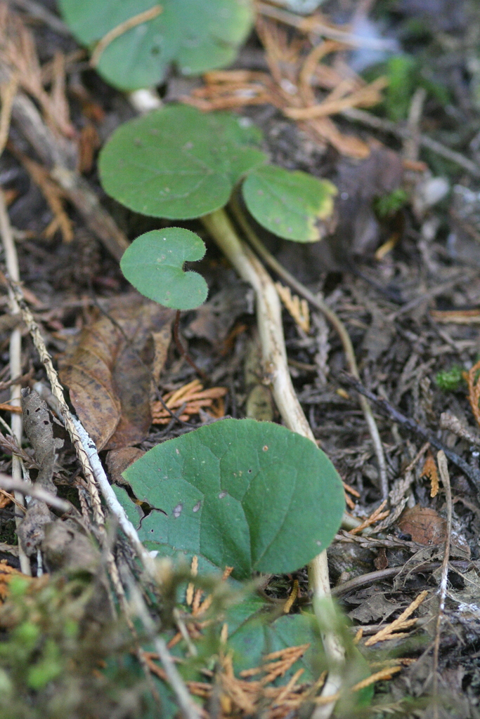 Western Wild Ginger from Lewis County, WA, USA on August 28, 2016 at 12 ...