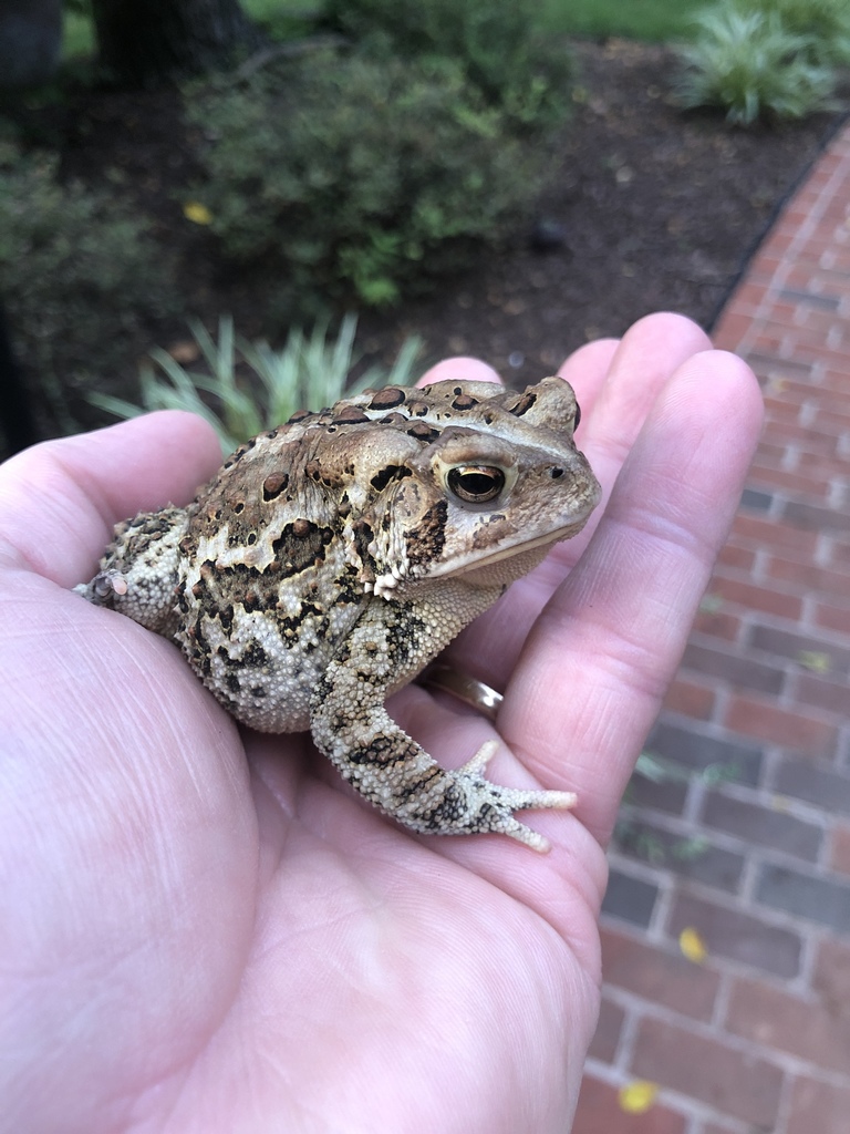 Eastern American Toad from McGuire Rd, Winchester, VA, US on August 21 ...