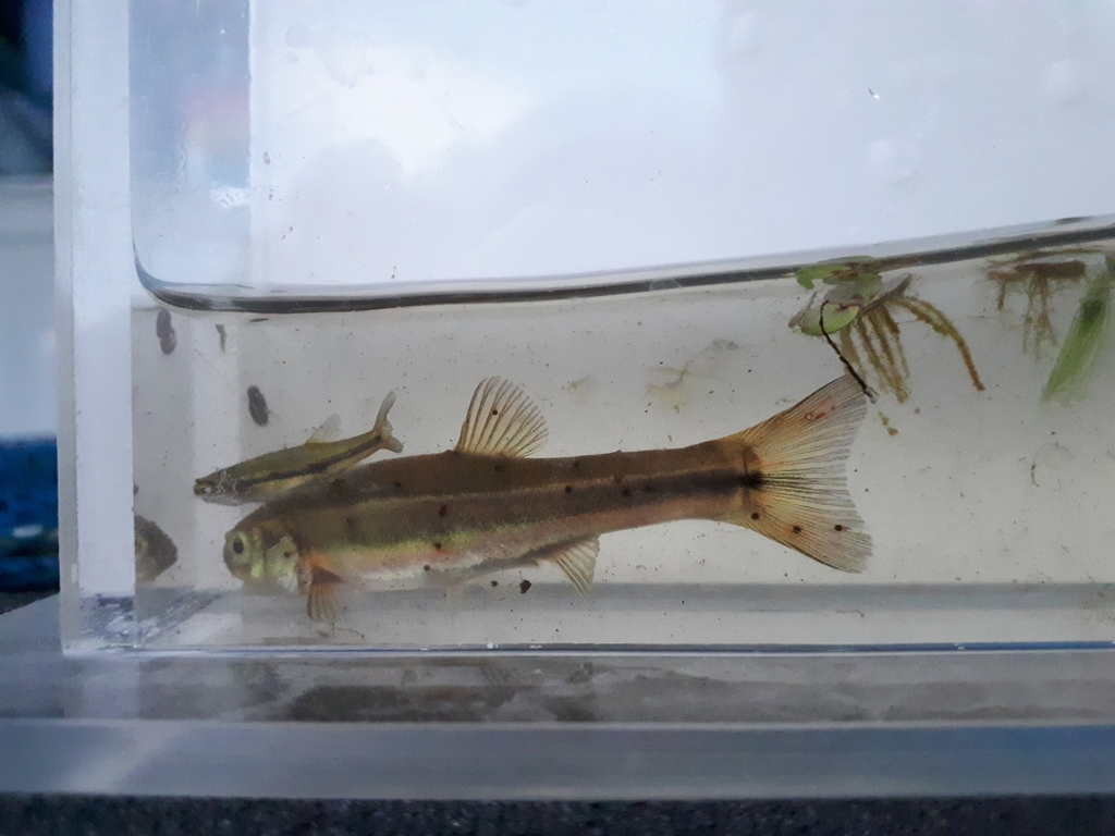 Finescale Dace (SD Fish Passage Guide ) · iNaturalist