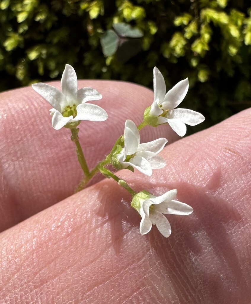 Virginia saxifrage from Tishomingo St. Park, Tishomingo County, MS, USA ...