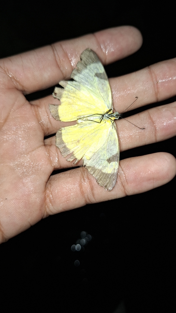 Melete lycimnia harti from Tunapuna/Piarco Regional Corporation ...