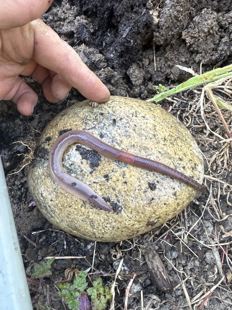Common Earthworm in April 2025 by pamlab · iNaturalist