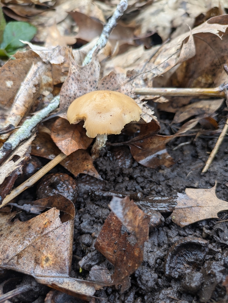 Psilocybe Mushrooms from Irvington, Portland, OR, USA on April 8, 2025 ...