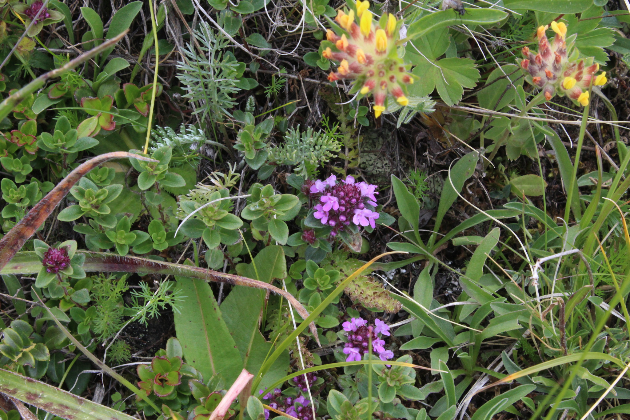 Thymus nummularius M.Bieb.