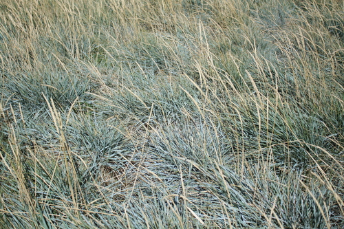 Fuegian Couch (Elymus magellanicus) · iNaturalist