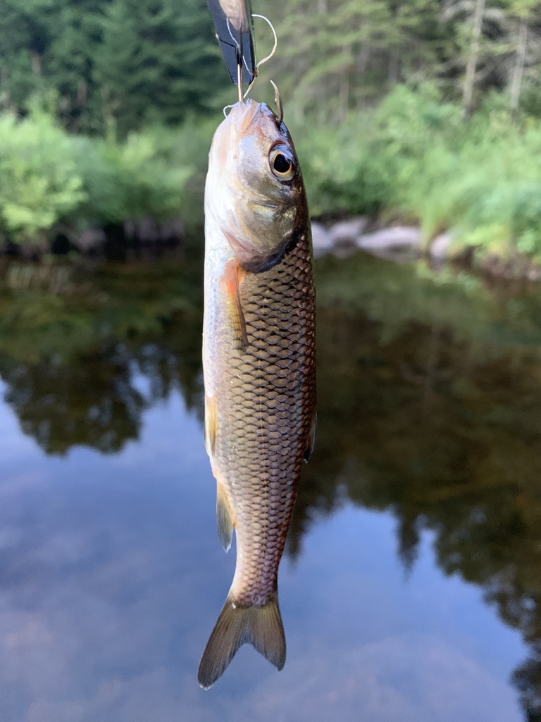 Fallfish from Ch du Pont-McCaskill, Rivière-Rouge, QC, CA on August 16 ...