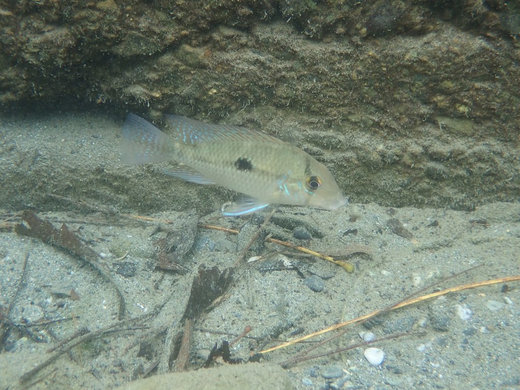 Pearl Cichlid in August 2019 by Mac Lin · iNaturalist