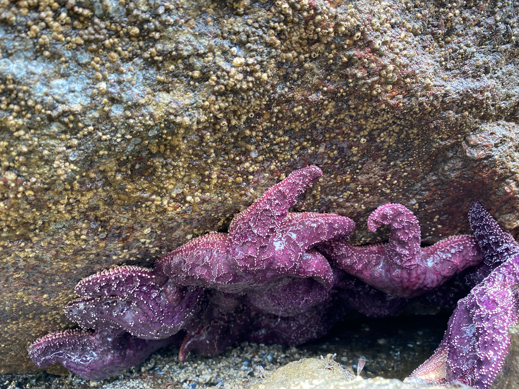 Ochre Sea Star from Vancouver, BC, CA on June 2, 2022 at 01:14 PM by ...