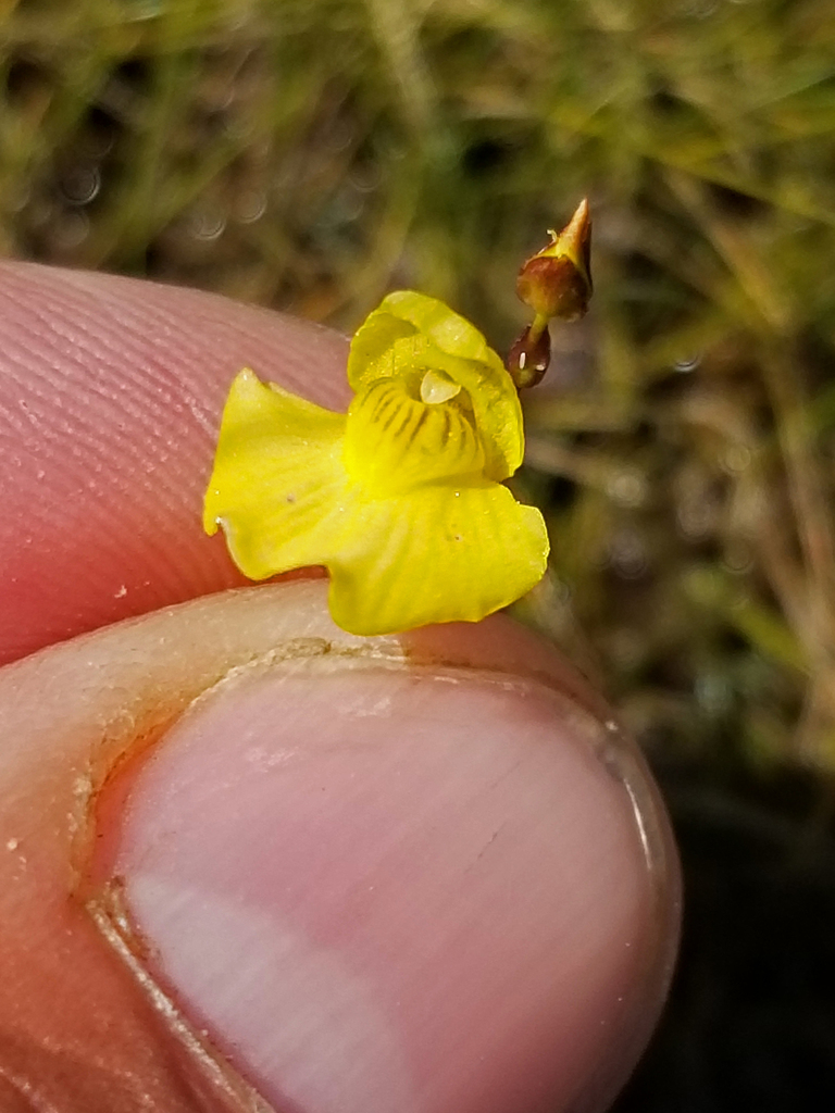 cream-flowered bladderwort (ADIRONDACK RESEARCH GUIDEBOOK) · iNaturalist