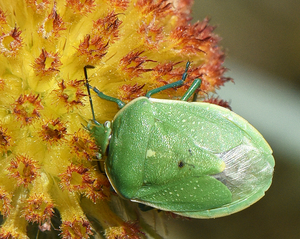 Chlorochroa granulosa (Insects of State Forest State Park) · iNaturalist