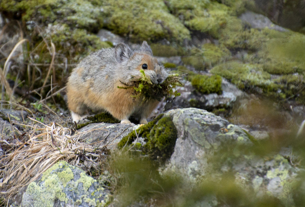 Turkestan Red Pika (Ochotona rutila) - Know Your Mammals