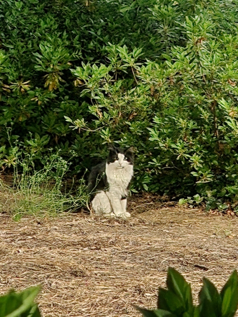 Domestic Cat from Lettie Pate Whitehead Evans Administration Building ...