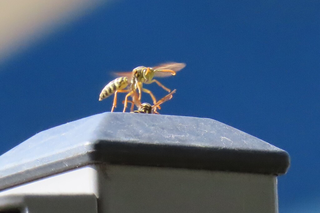 Asian Paper Wasp from Geoscience Australia, Symonston, ACT, Australia ...
