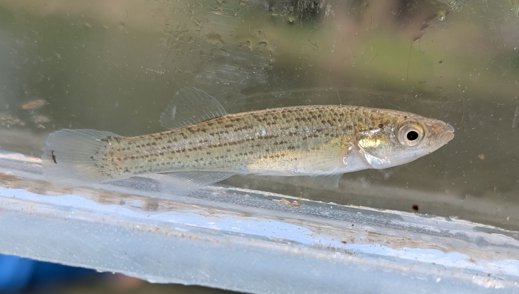 Tanasi Studfish in April 2025 by indianaspeciesfishing · iNaturalist