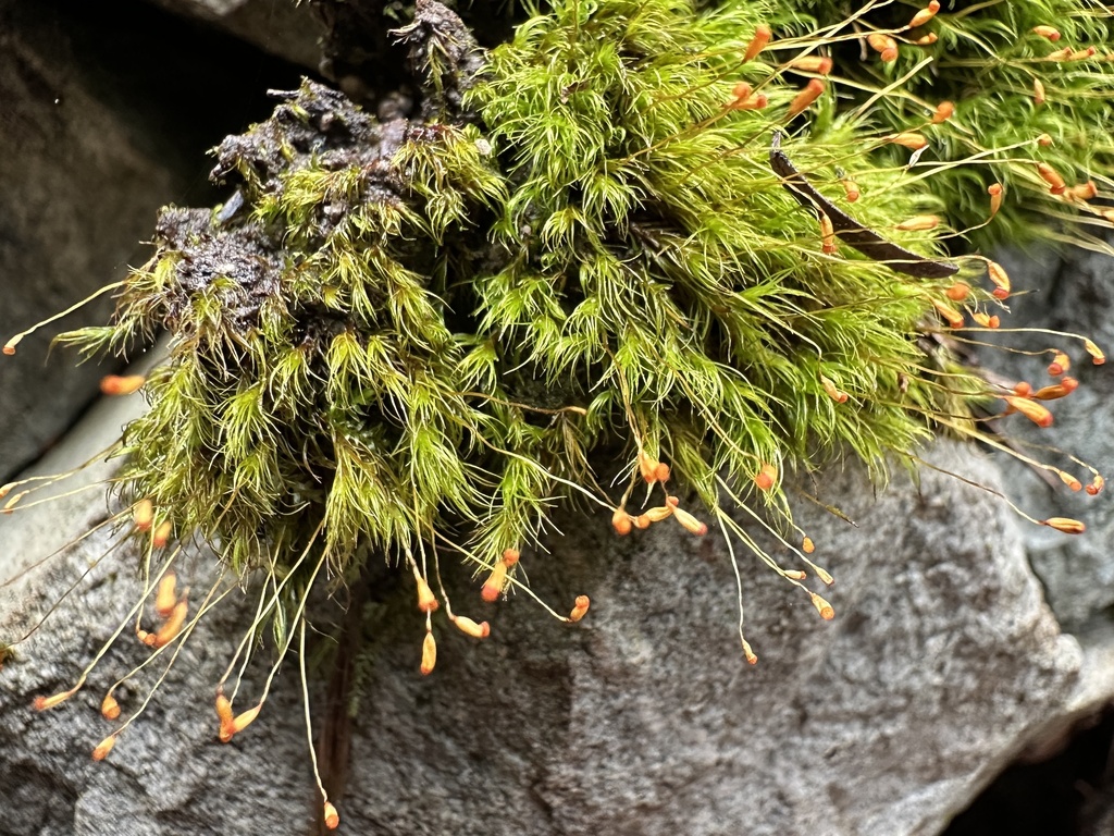 Dicranella from Far Side Climbing Area Trail, North Bend, WA, US on ...