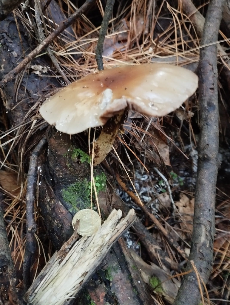 Tawaka from Mount Cook, Wellington, New Zealand on April 19, 2025 at 12 ...