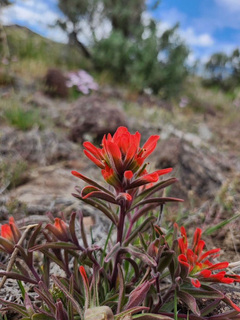 Desert Paintbrush from Malheur County, US-OR, US on April 19, 2025 at ...