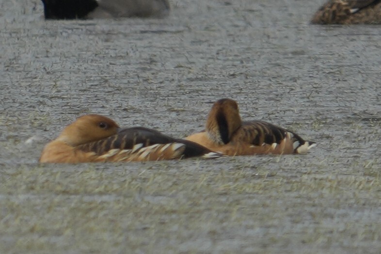 Fulvous Whistling-Duck from Cameron Parish, LA, USA on April 19, 2025 ...