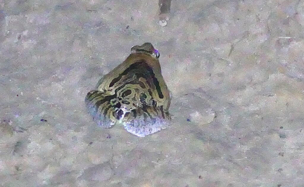 Beautiful Pygmy Frog from Koh Chamkar Village, tx. Hà Tiên, Cambodia on ...