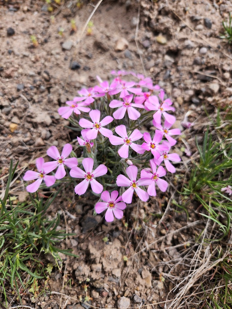 Longleaf Phlox from Malheur County, US-OR, US on April 19, 2025 at 03: ...