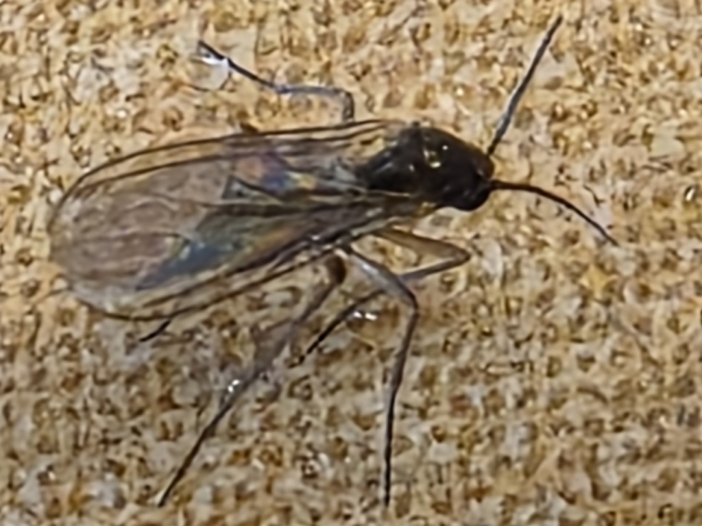 Fungus Gnats and Gall Midges from Barboursville, Albemarle County, VA ...