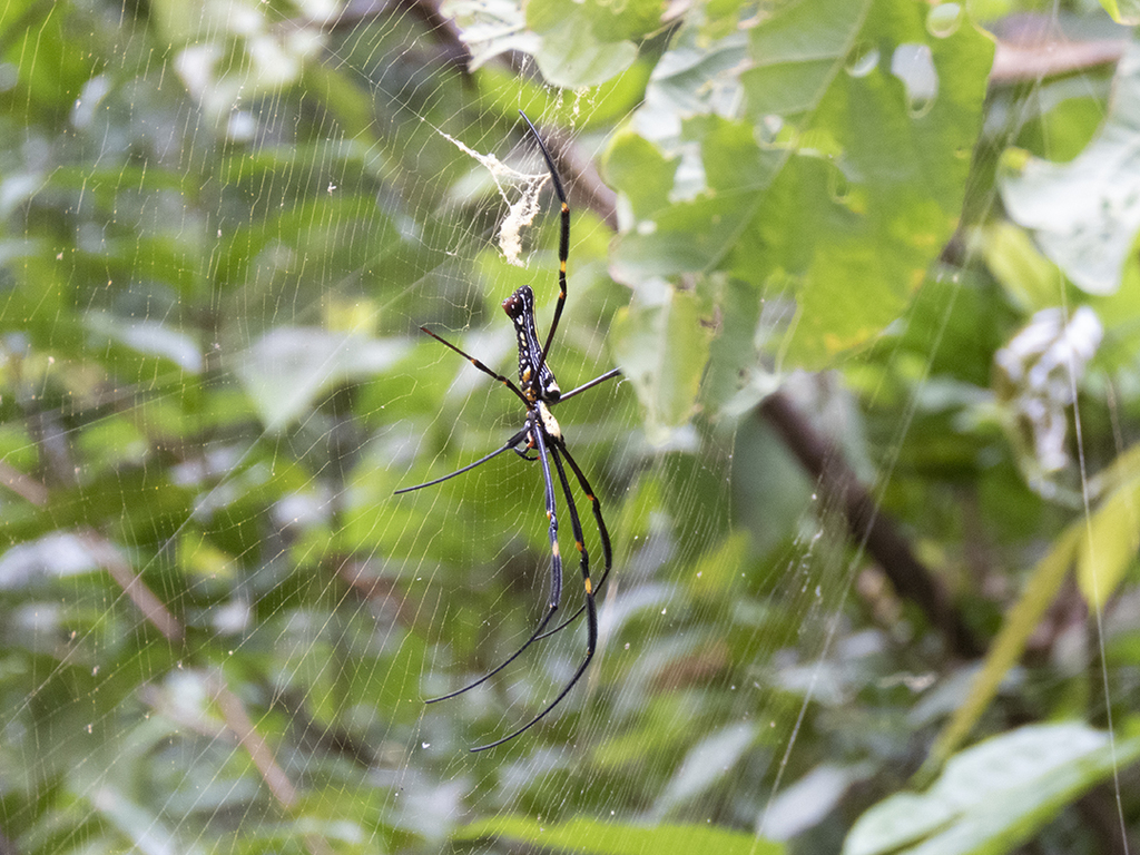 Giant Golden Orbweaver from Sangkat Kaeb, Krong Kaeb, Cambodia on ...