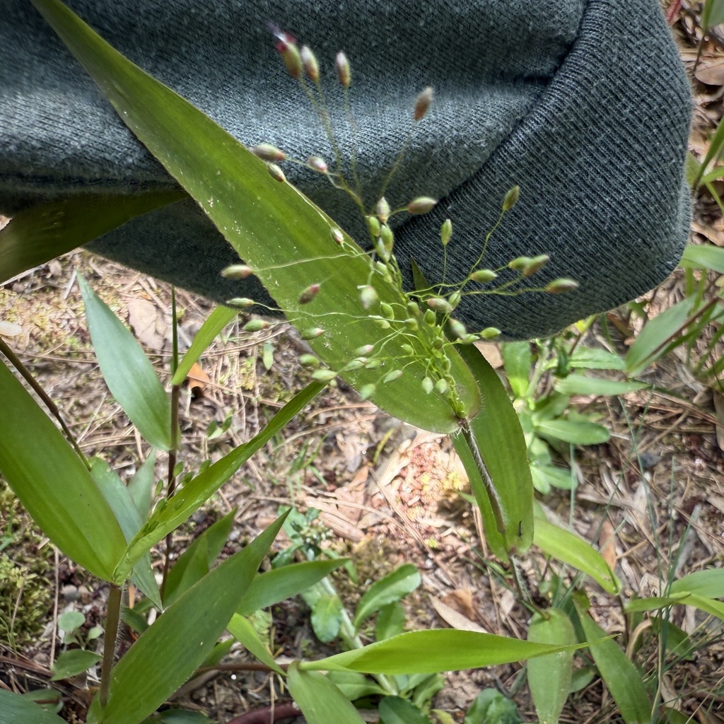 variable witchgrass from Emory University, Atlanta, GA, US on April 19 ...